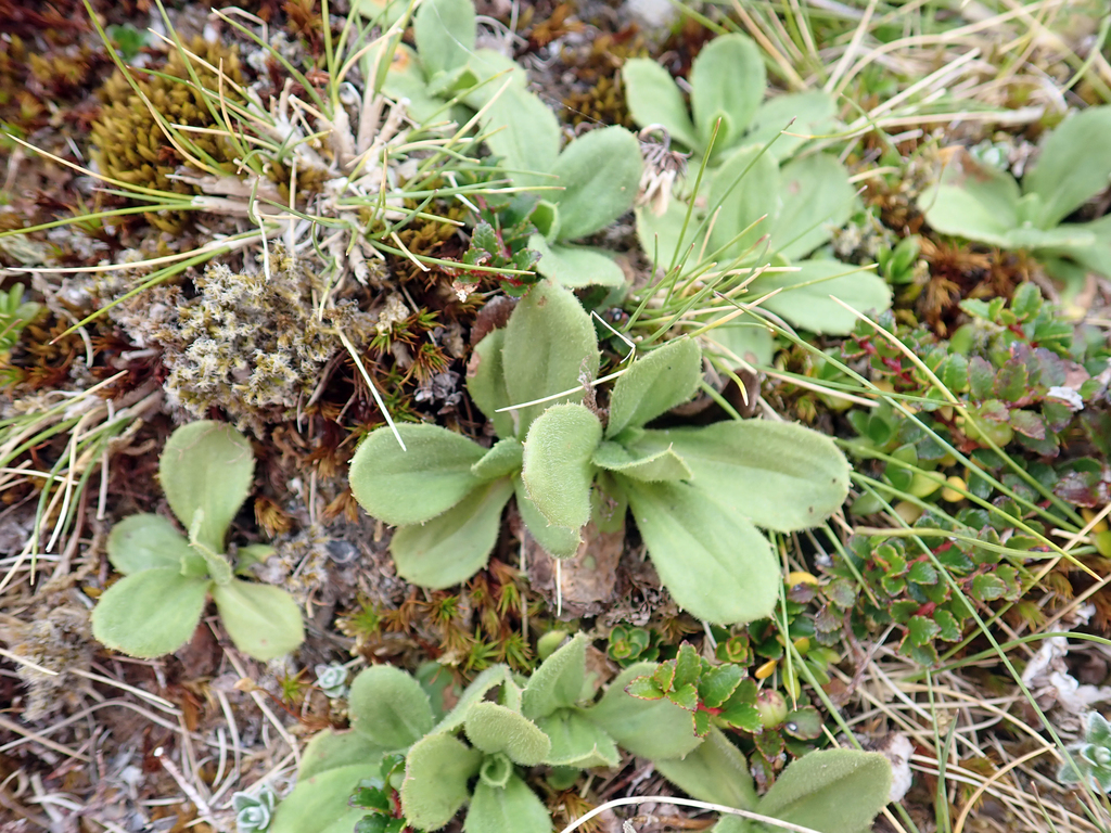 Egmont Bog Mountain Daisy (Celmisia glandulosa latifolia) - Botanical Realm