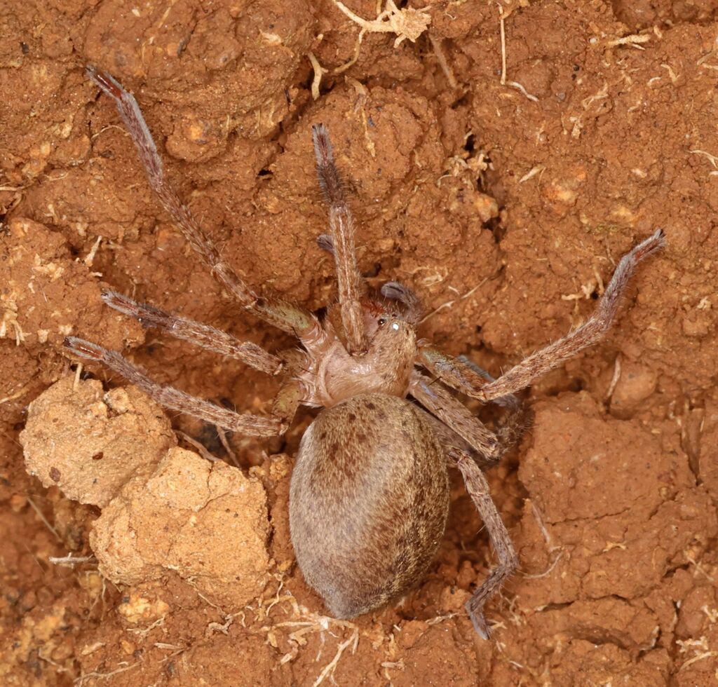 Golden Huntsman Spiders from Cathedral, KwaZulu-Natal Drakensberg ...