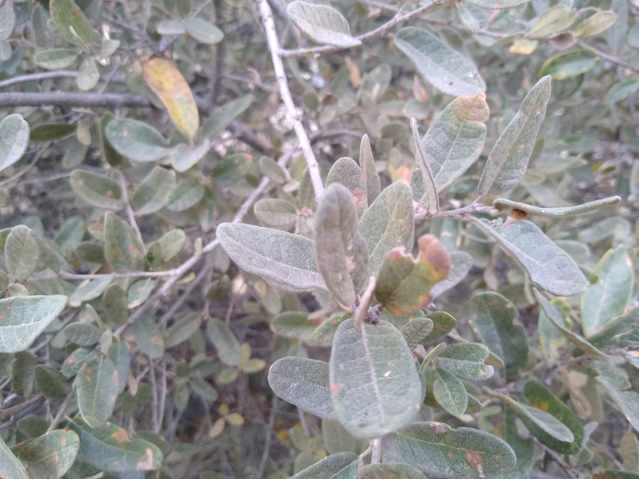 Quercus microphylla Née