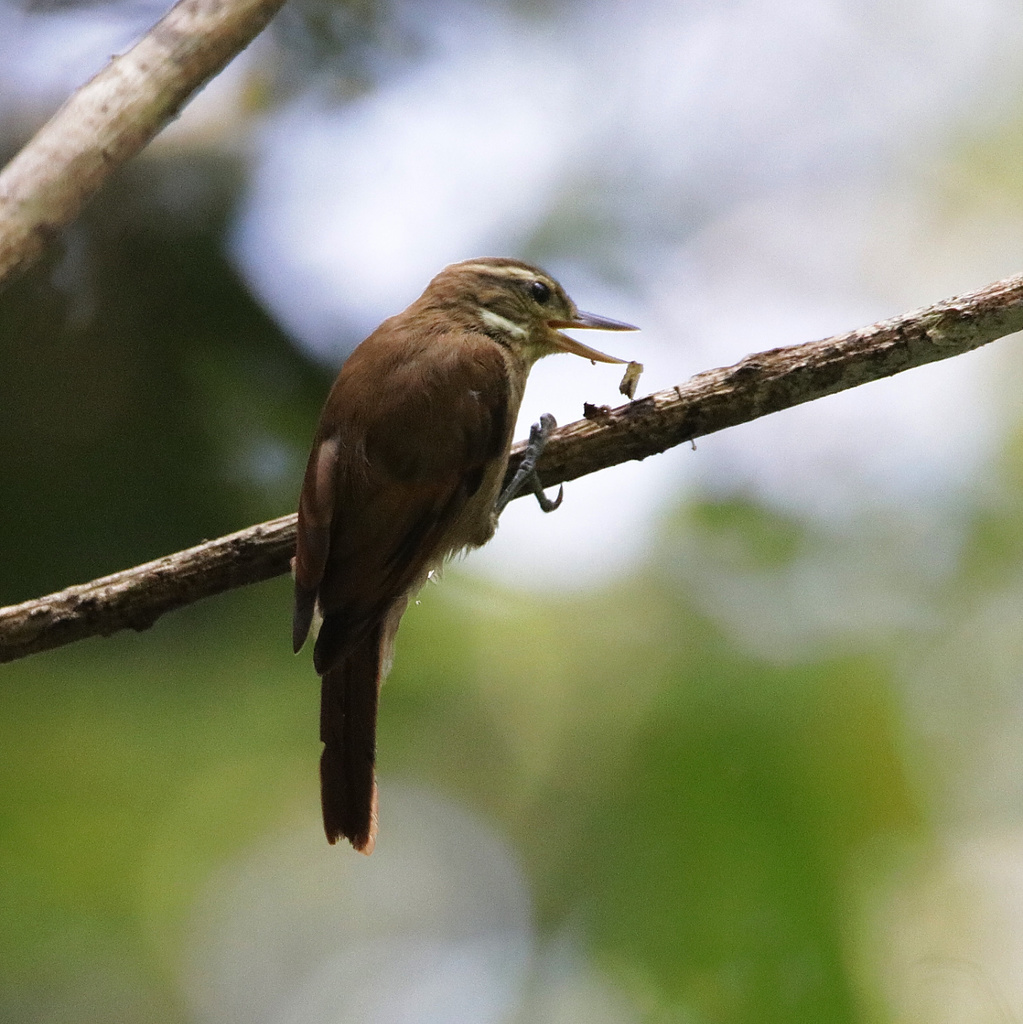 Typical Xenops (Xenops) - Avian Discovery