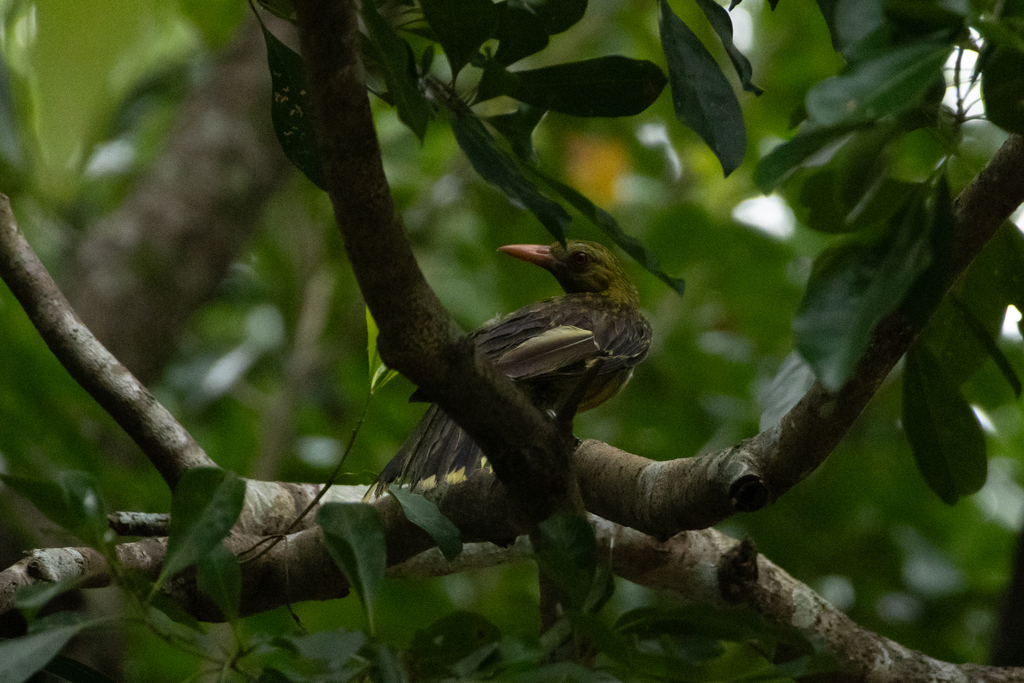 Green Oriole from Middle Point NT 0822, Australia on January 30, 2026 ...
