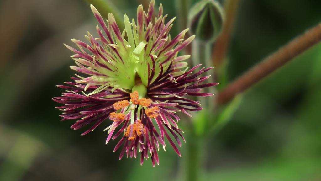 Orchid Pelargonium from Groendal Wilderness Area on February 09, 2020 ...