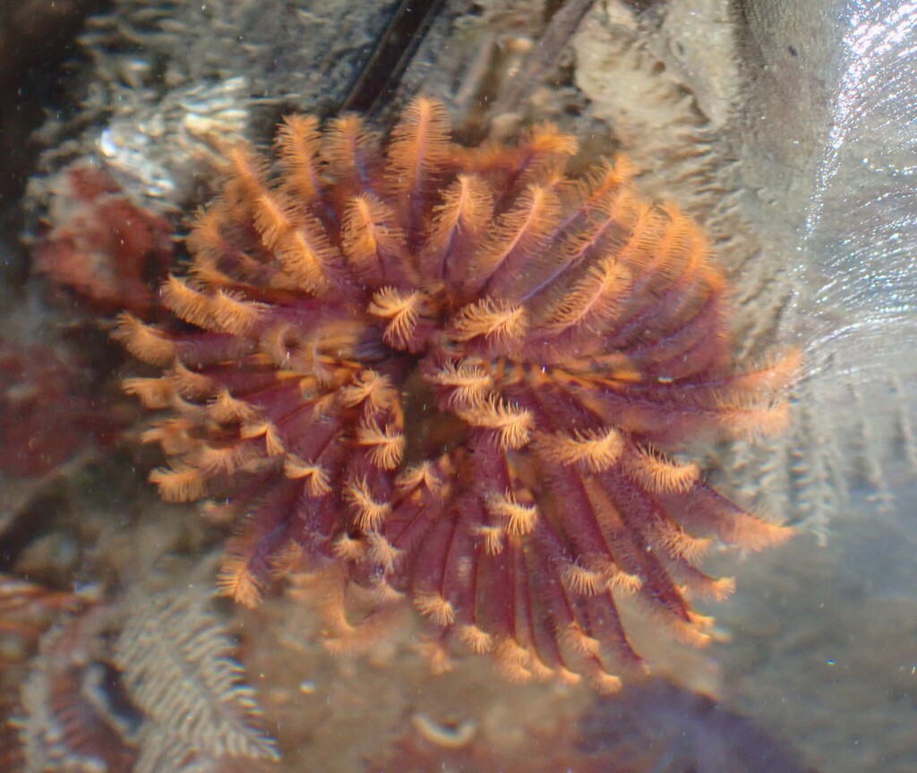 Giant Feather Duster Worm from Los Angeles, CA, USA on January 29, 2026 ...