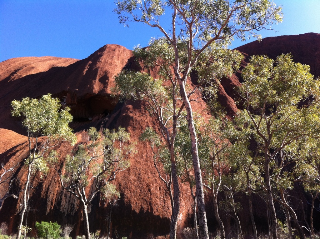 Desert Bloodwood (Corymbia opaca) - Botanical Realm