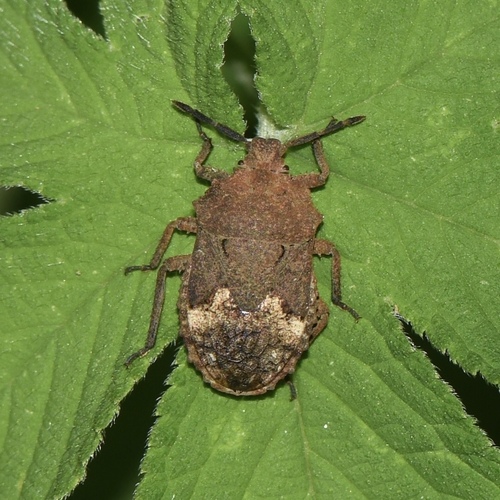 Megymenum brevicorne · iNaturalist