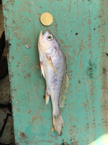 Bobo croaker (Pseudotolithus elongatus) · iNaturalist United Kingdom