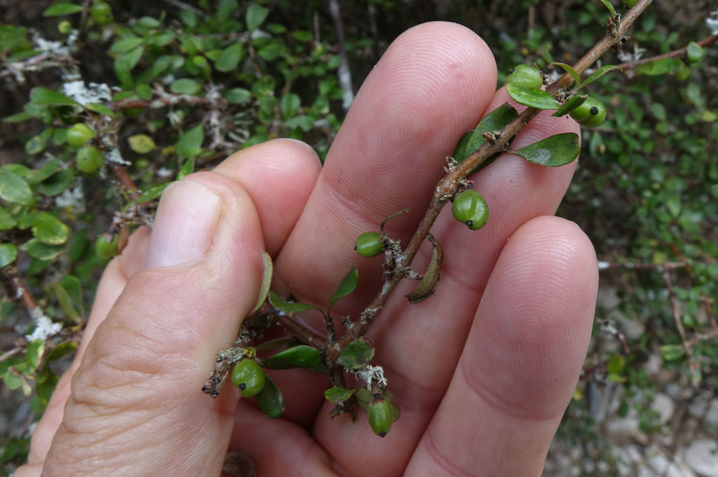 Coprosma rigida from Middle Valley, New Zealand on February 8, 2020 at ...
