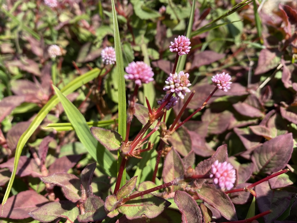 pink knotweed from Knuckles Conservation Forest, Central Province, LK ...