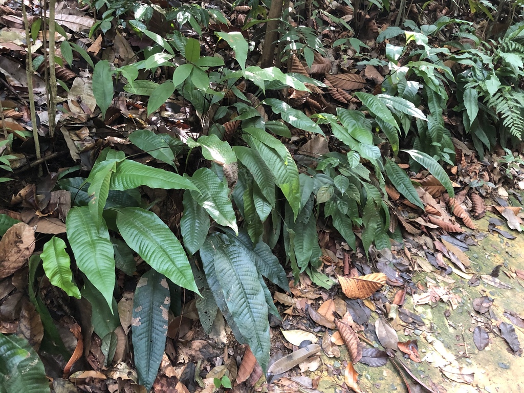 Monitor Lizard Fern from MacRitchie Reservoir Park, Singapore ...