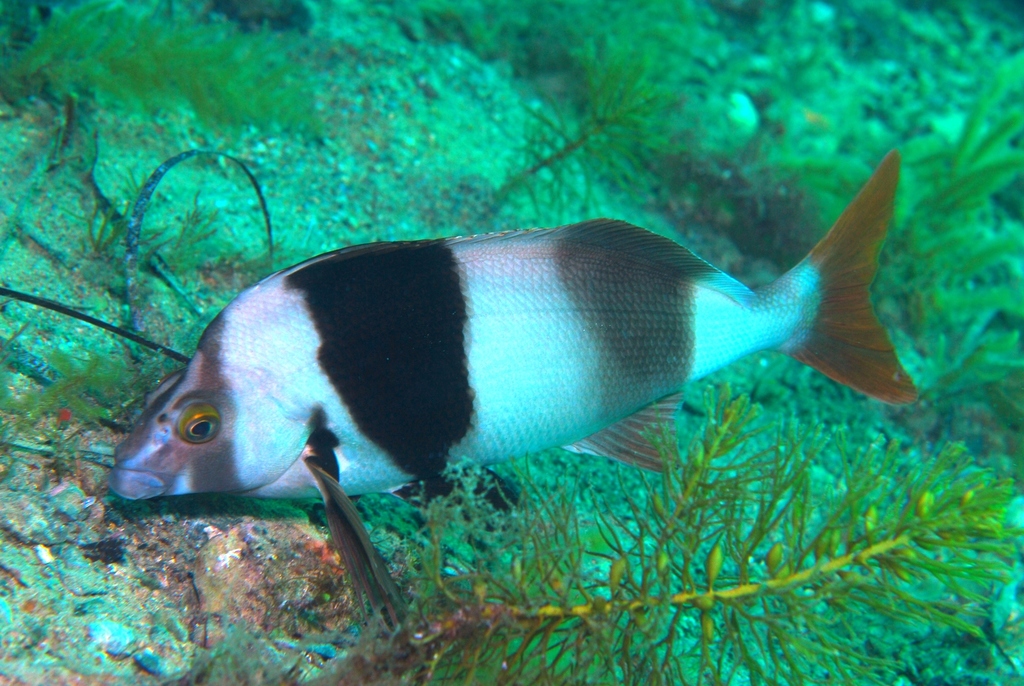 Trumpeters (Latridae) - Marine Life Identification