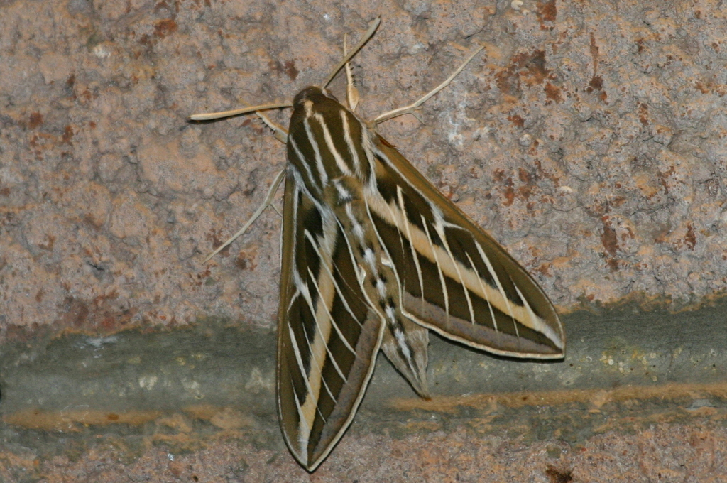 White-lined Sphinx from Cochise County, AZ, USA on April 3, 2009 at 12: ...
