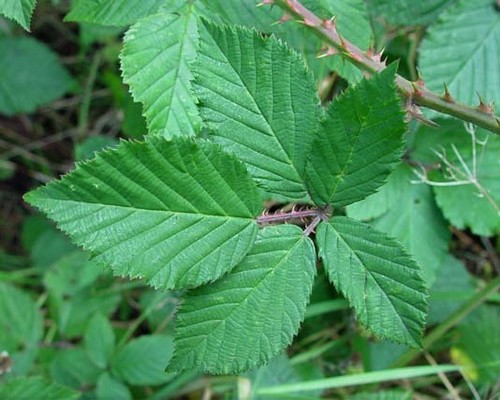 Red-leaved Bramble (Rubus adspersus) · iNaturalist