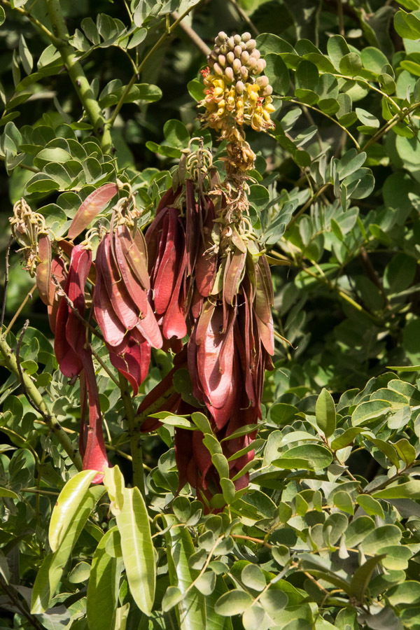 Mezoneuron benthamianum Baill.