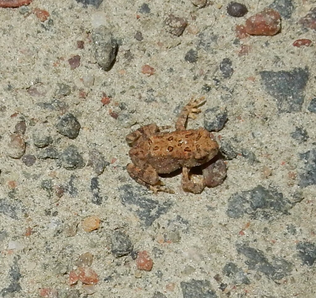 American Toad from Clark County, WI, USA on July 19, 2022 at 07:22 PM ...