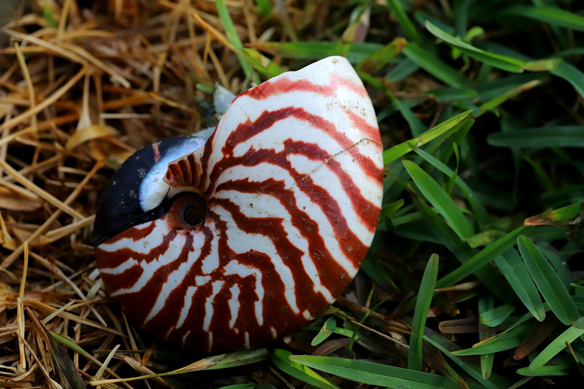 Nautilus Linnaeus, 1758