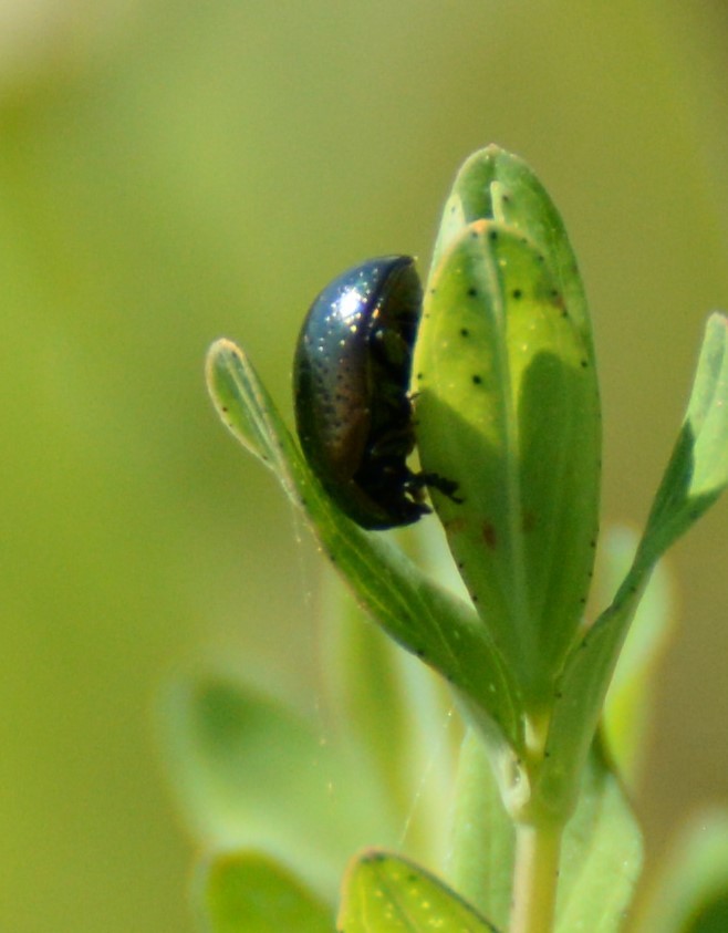 Saint John's Wort Beetle from Bay Street and Pim Street - Sault Ste ...