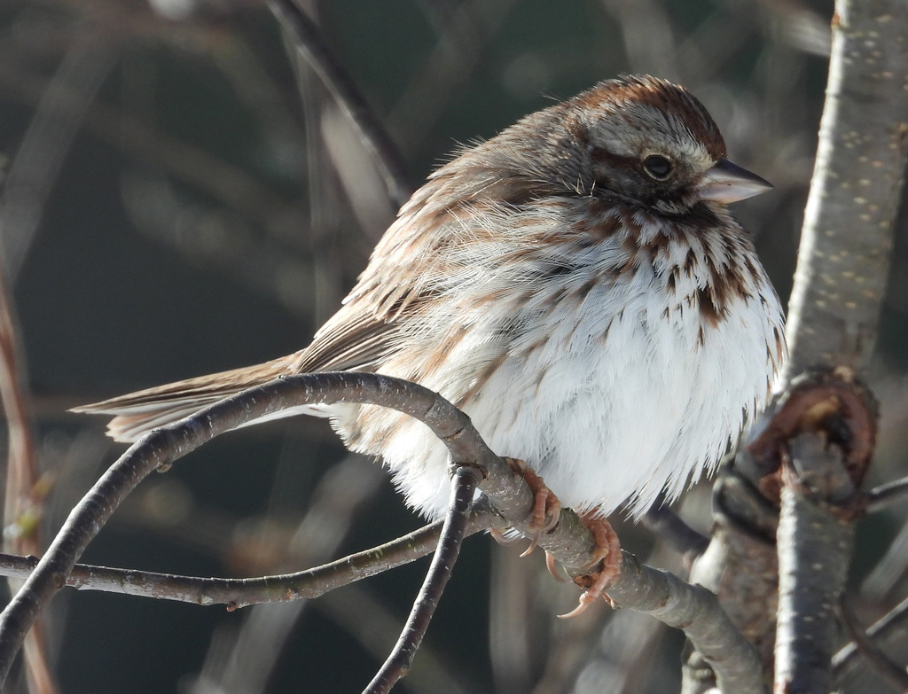 Song Sparrow from Riderwood Village, Gracefield Road, Silver Spring, MD ...