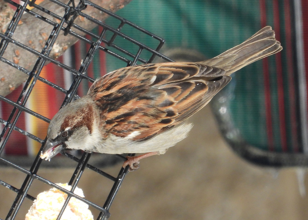 House Sparrow from Riderwood Village, Gracefield Road, Silver Spring ...