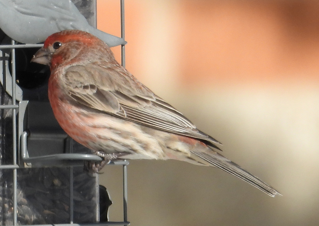 House Finch from Riderwood Village, Gracefield Road, Silver Spring, MD ...
