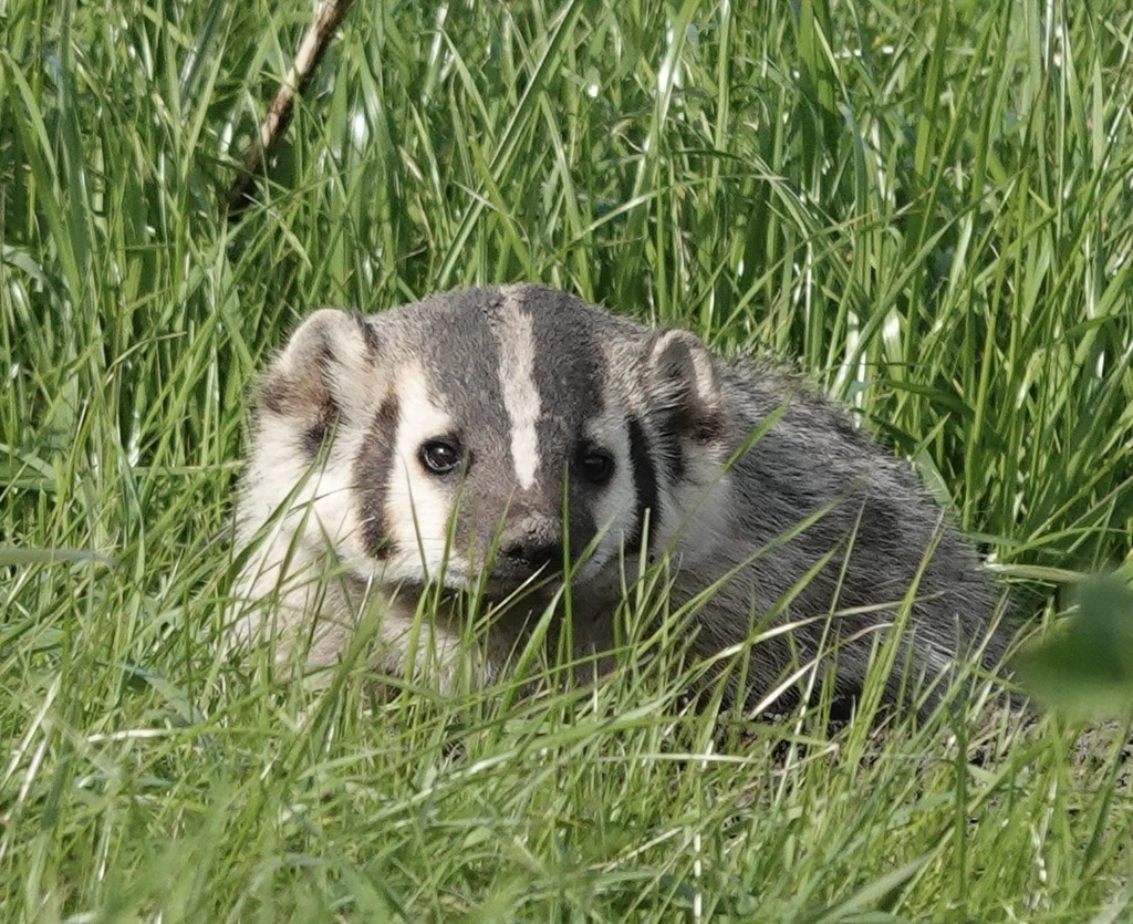 American Badger from Point Reyes National Seashore, California, USA on ...