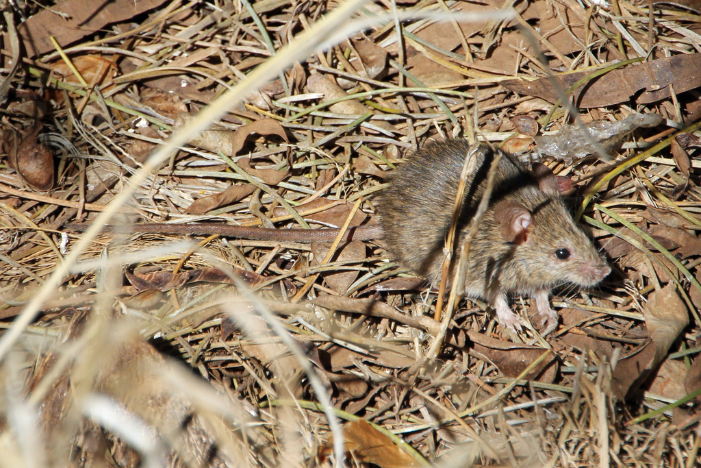Australian Native Mice from Ayers Range South SA 5724, Australia on ...