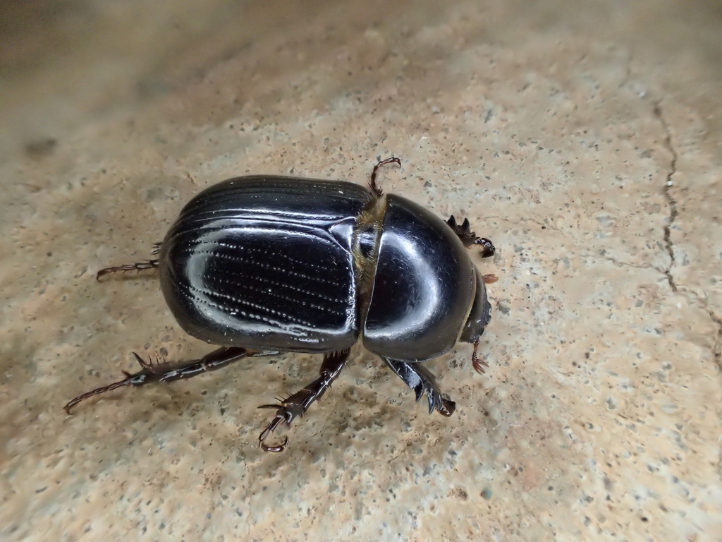 African Black Beetle in February 2020 by Mark Hura · iNaturalist