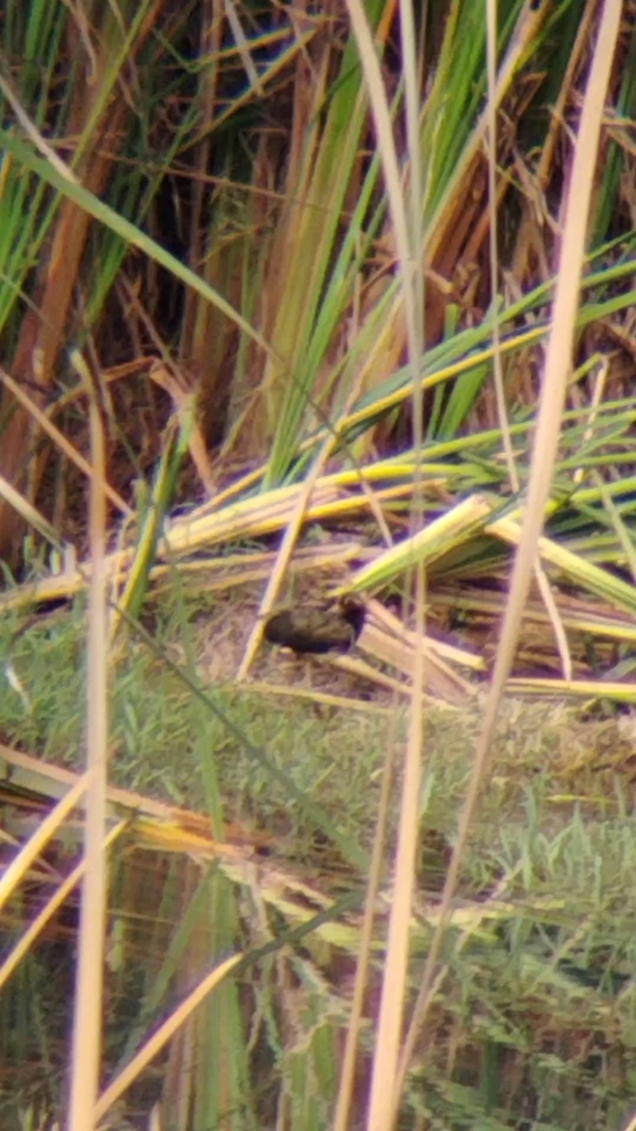 Greater Painted-Snipe from 4FVM+6WF, Bengaluru, Karnataka 560088, India ...