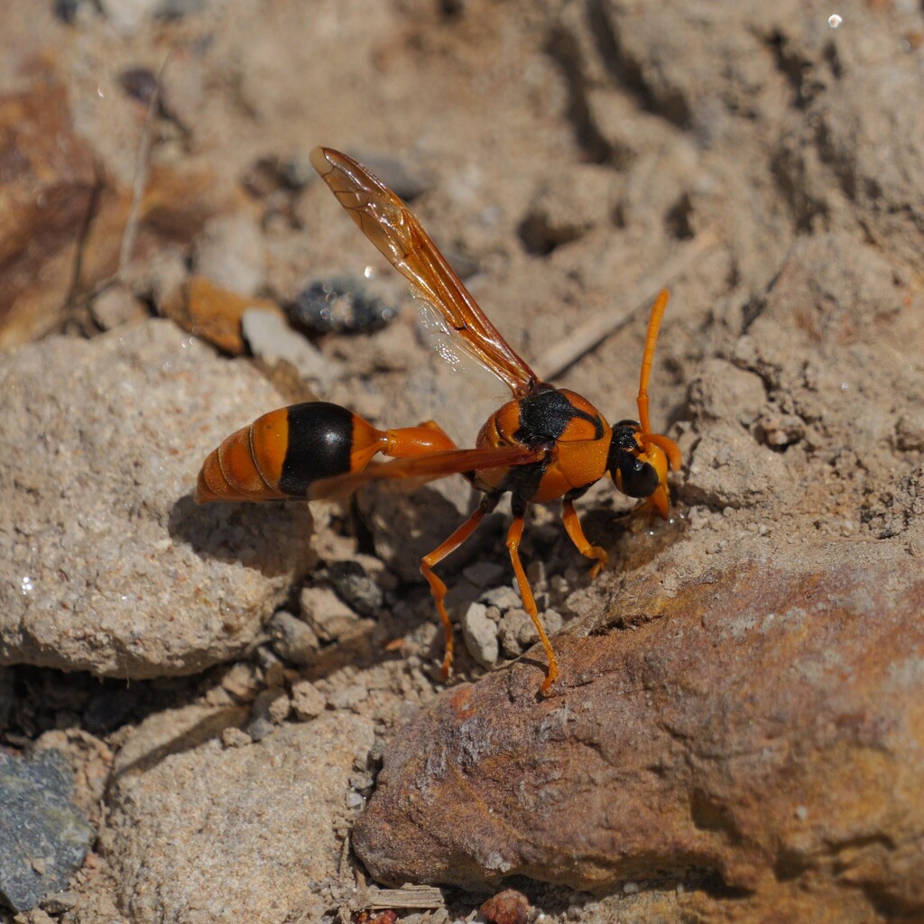 Orange Potter Wasp from Sydney NSW, Australia on January 31, 2026 at 10 ...