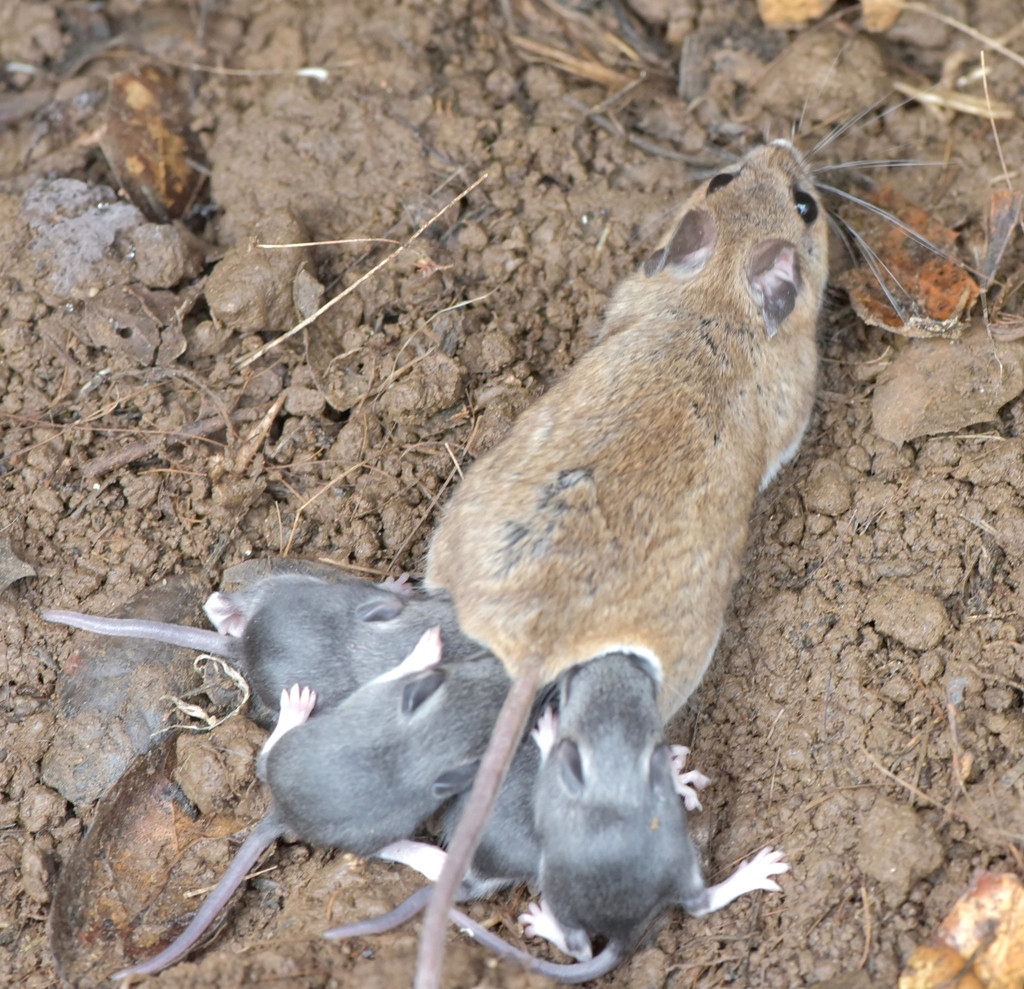 Harvest and Deer Mice (Reithrodontomyini) - Know Your Mammals