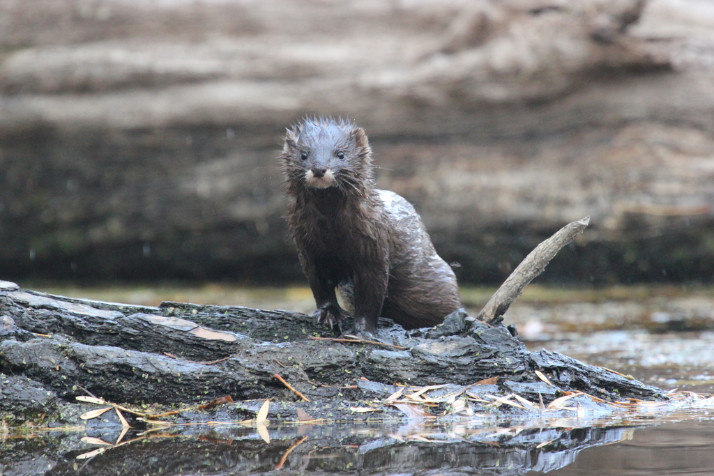 European Mink in October 2014 by Алина Урусова · iNaturalist