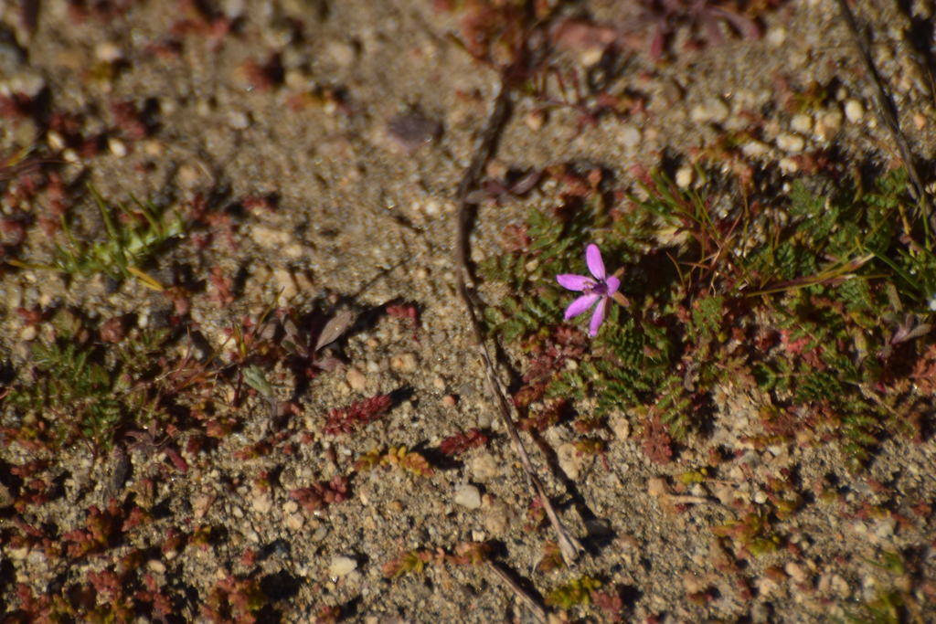 Redstem Stork's-bill from Sloane Canyon; Dehesa, California on February ...