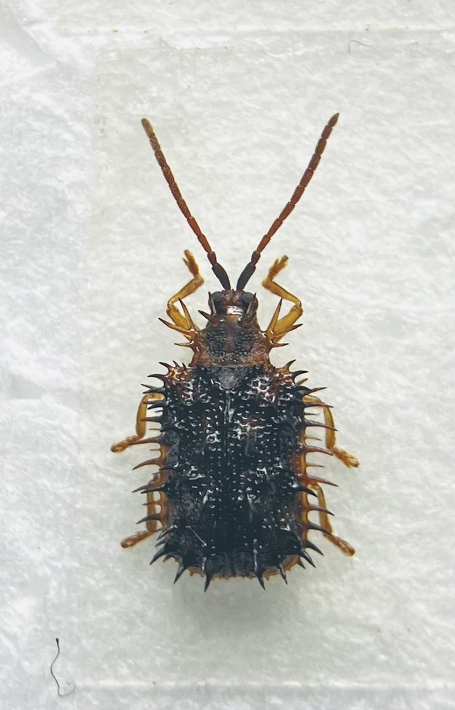 Dactylispa higoniae in June 2024 by tako_ant · iNaturalist