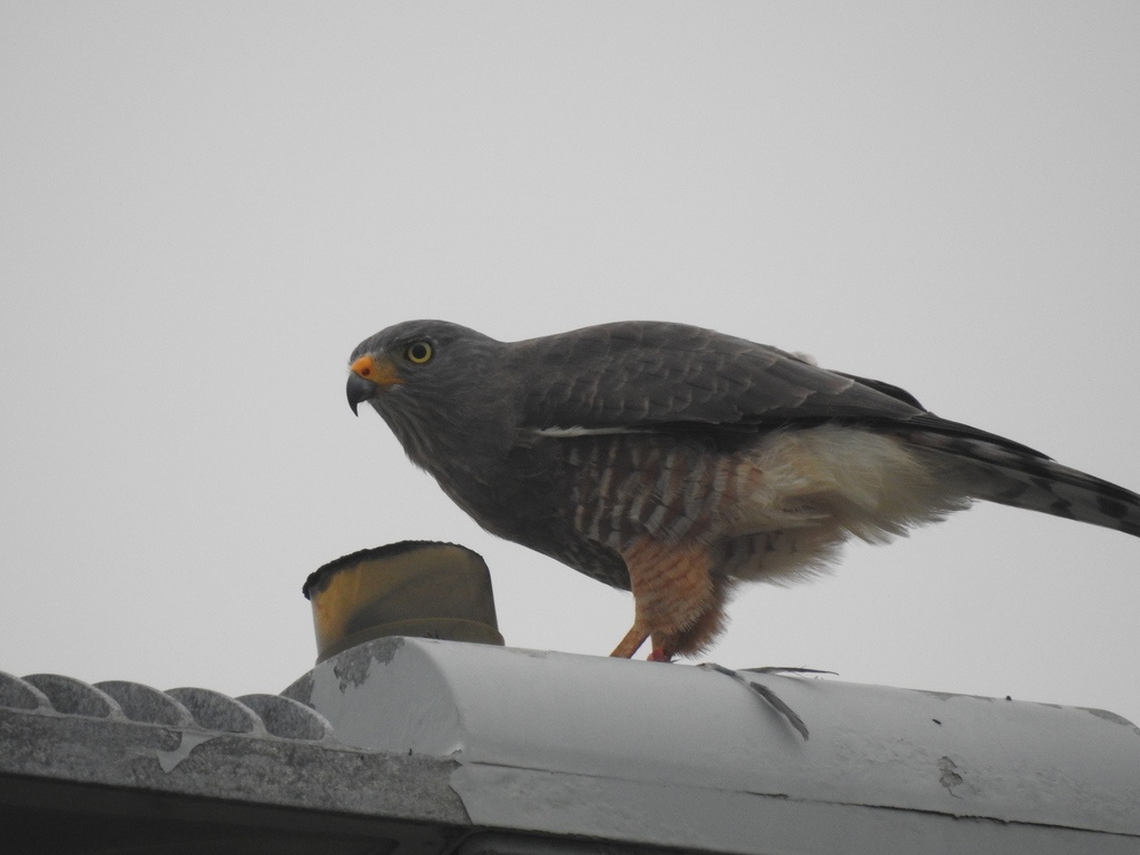 Roadside Hawk from Zona Sin Asignación, Chetumal, Q.R., México on ...