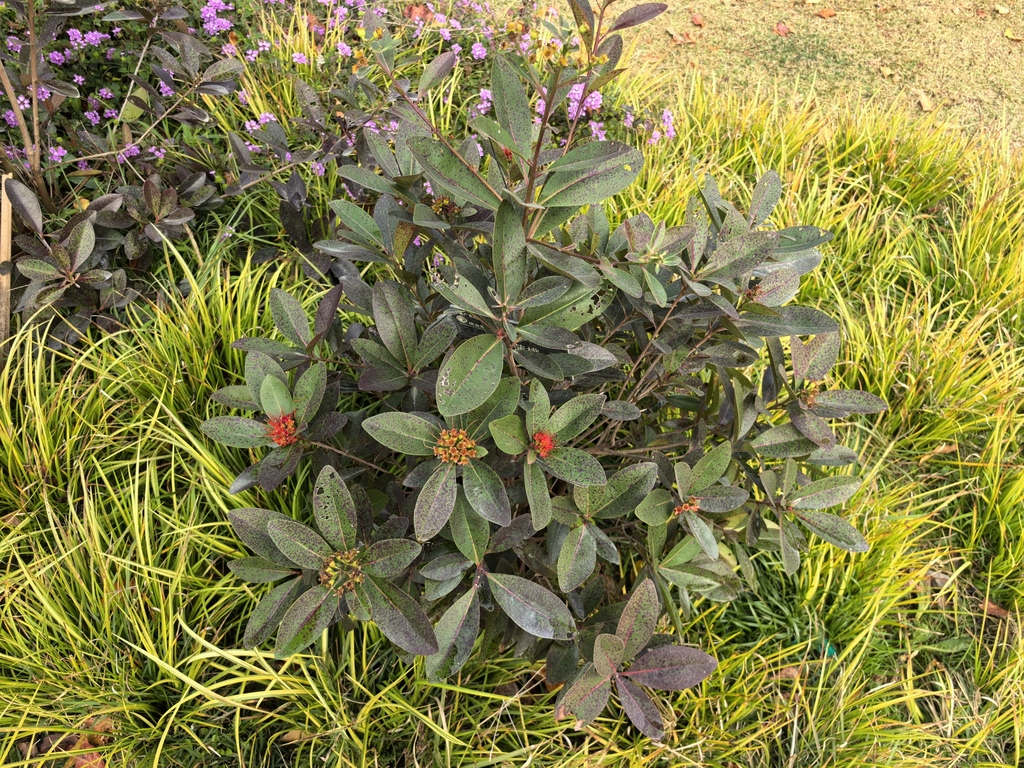 (Xanthostemon youngii) - Botanical Realm
