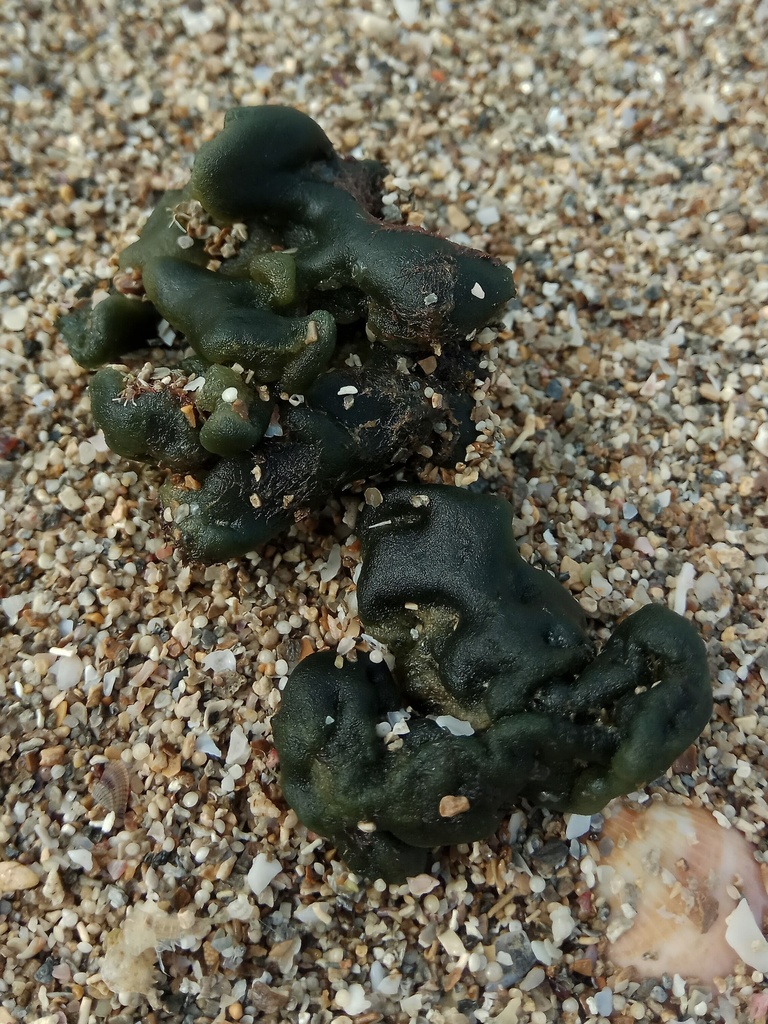 (Codium arabicum) - Botanical Realm