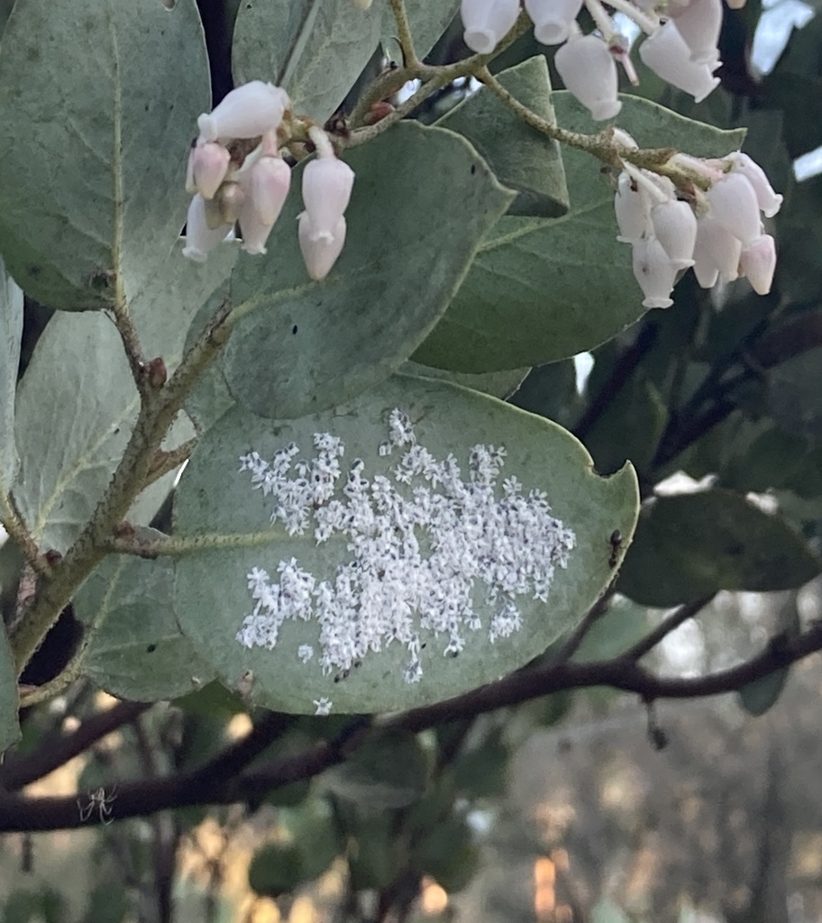 Trialeurodes merlini from Blanchard Ct, Placerville, CA, US on January ...