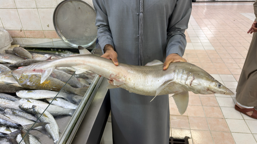 Hooktooth Shark in January 2026 by i7md · iNaturalist