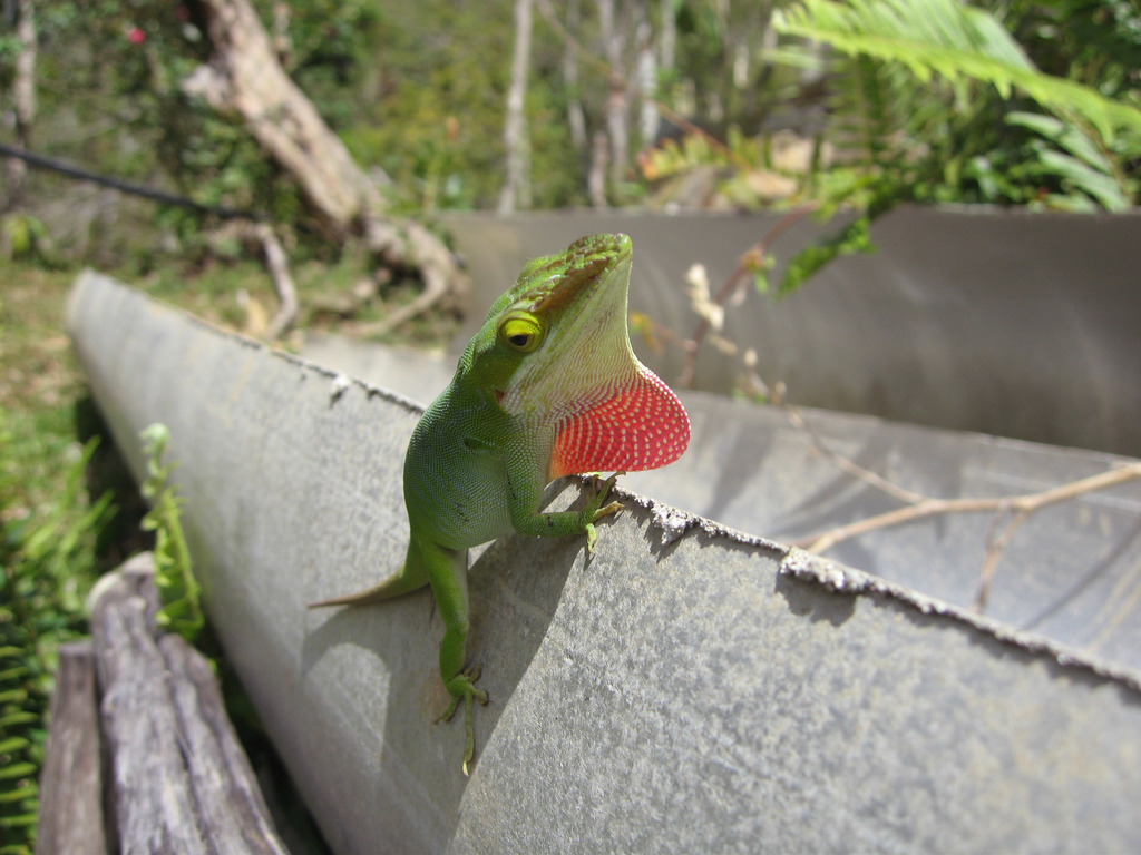 Anolis Porcatus