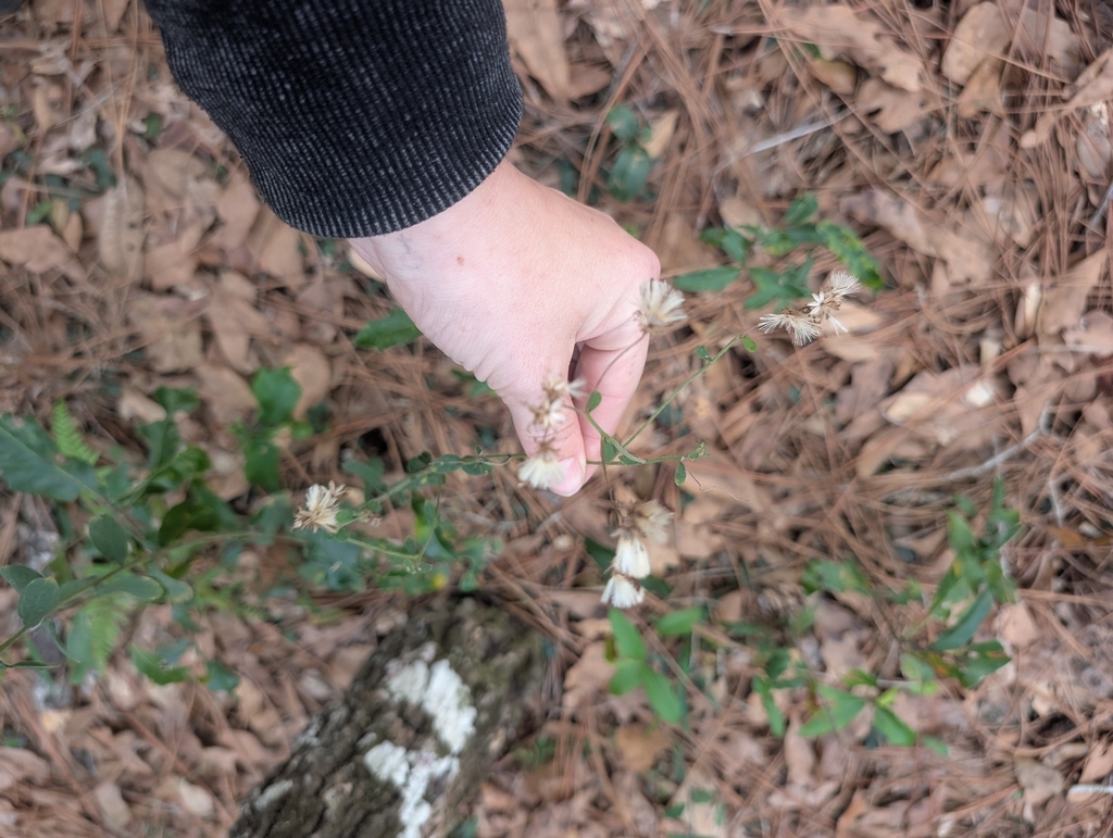 Dixie aster from Oviedo, FL 32766, USA on January 30, 2026 at 05:29 PM ...