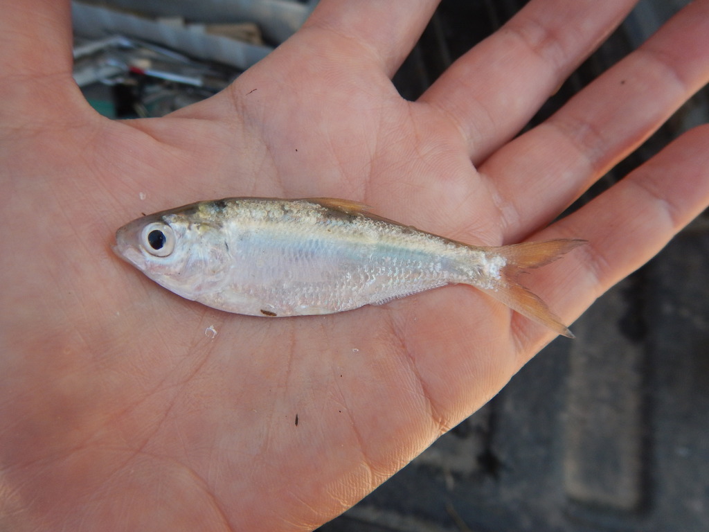 Threadfin Shad (Dorosoma petenense) - Marine Life Identification