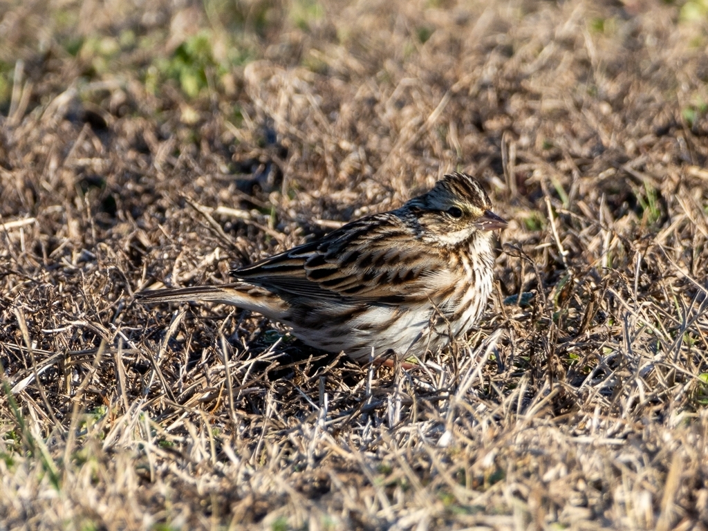 Savannah Sparrow from Dixie, LA 71107, USA on January 31, 2026 at 08:40 ...