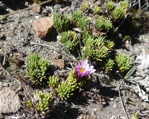 Werneria funkiana · iNaturalist