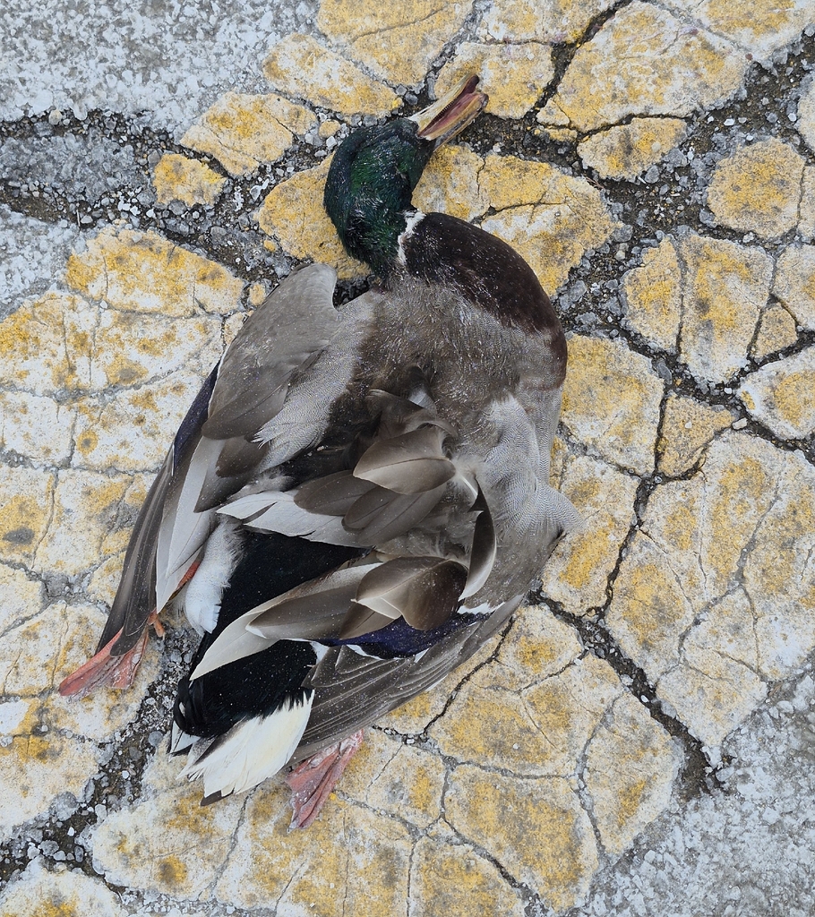 Mallard from North Star Rd & Presidential Dr, Upper Arlington, OH 43212 ...