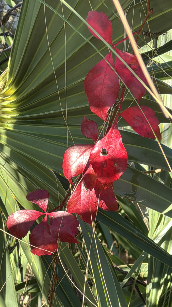 Virginia creeper from AD Boardwalk Turtle Mound Trail, New Smyrna Beach ...