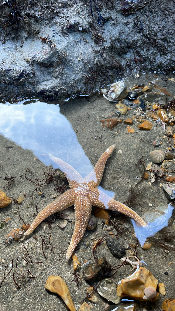 Common Sea Star from Solent Way, Lee-On-The-Solent, England, GB on ...