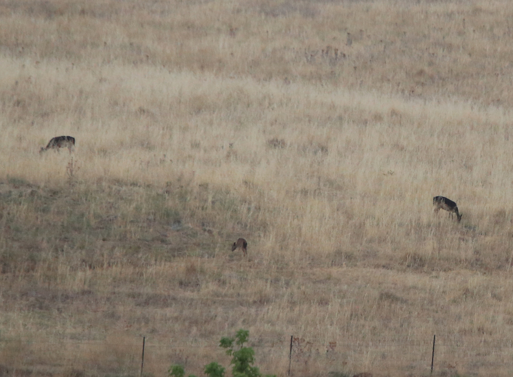 European Fallow Deer from Wallaroo NSW 2618, Australia on February 1 ...
