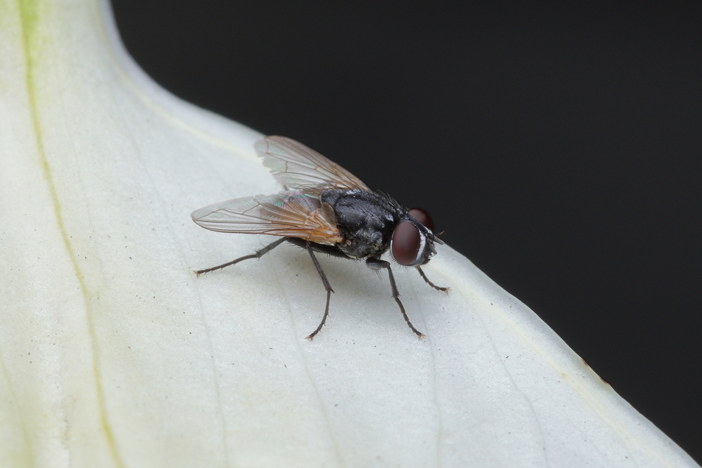Common House Fly from Parque Espacial, São Bernardo do Campo - SP ...