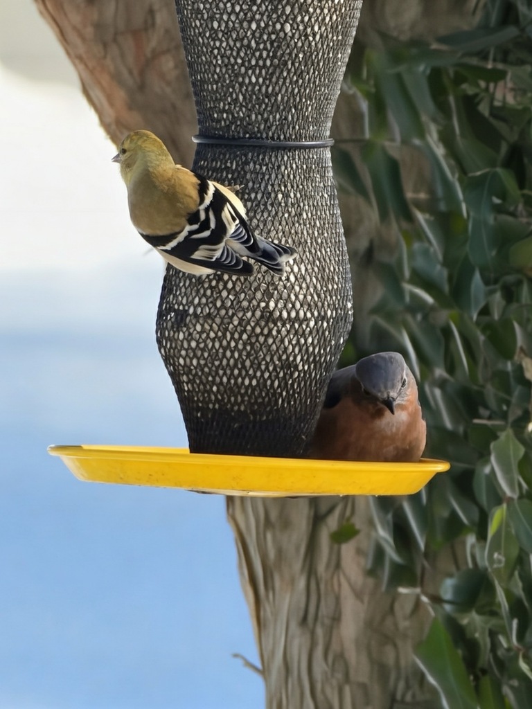 American Goldfinch from S Hilltop Dr, Springfield, MO, US on January 31 ...