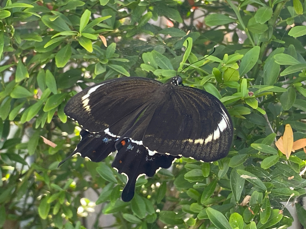 Capaneus Swallowtail from Lillian Ave, Salisbury, QLD, AU on February 1 ...