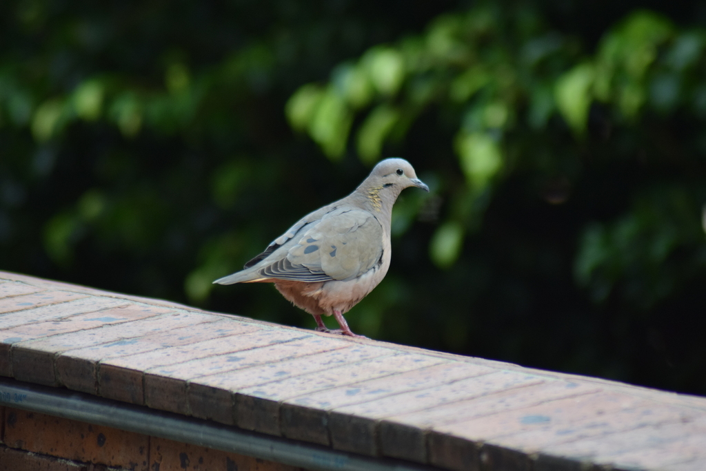 (Zenaida auriculata antioquiae) - Avian Discovery